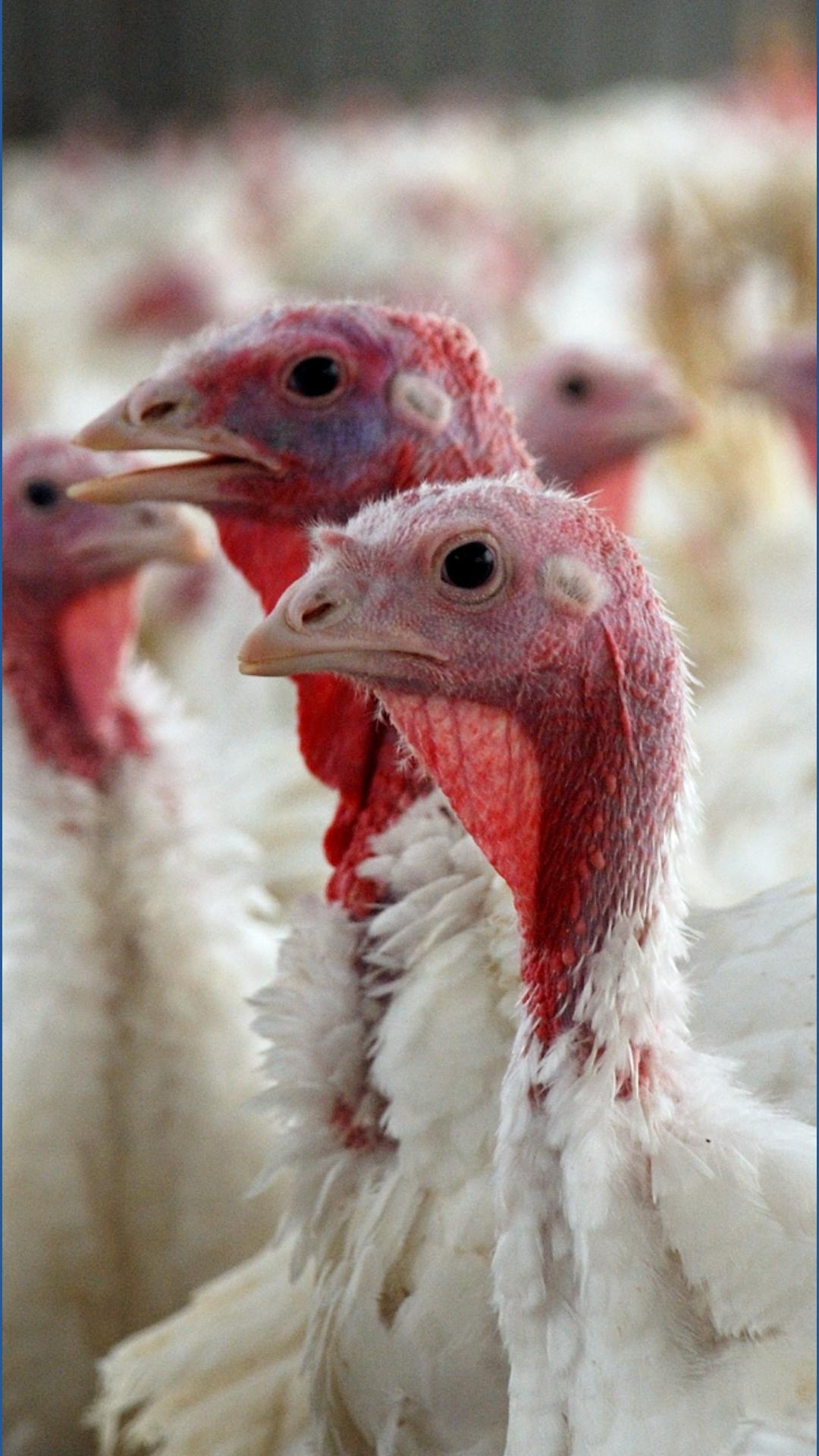 Semi full of turkeys collides with pickup truck on North Carolina ...