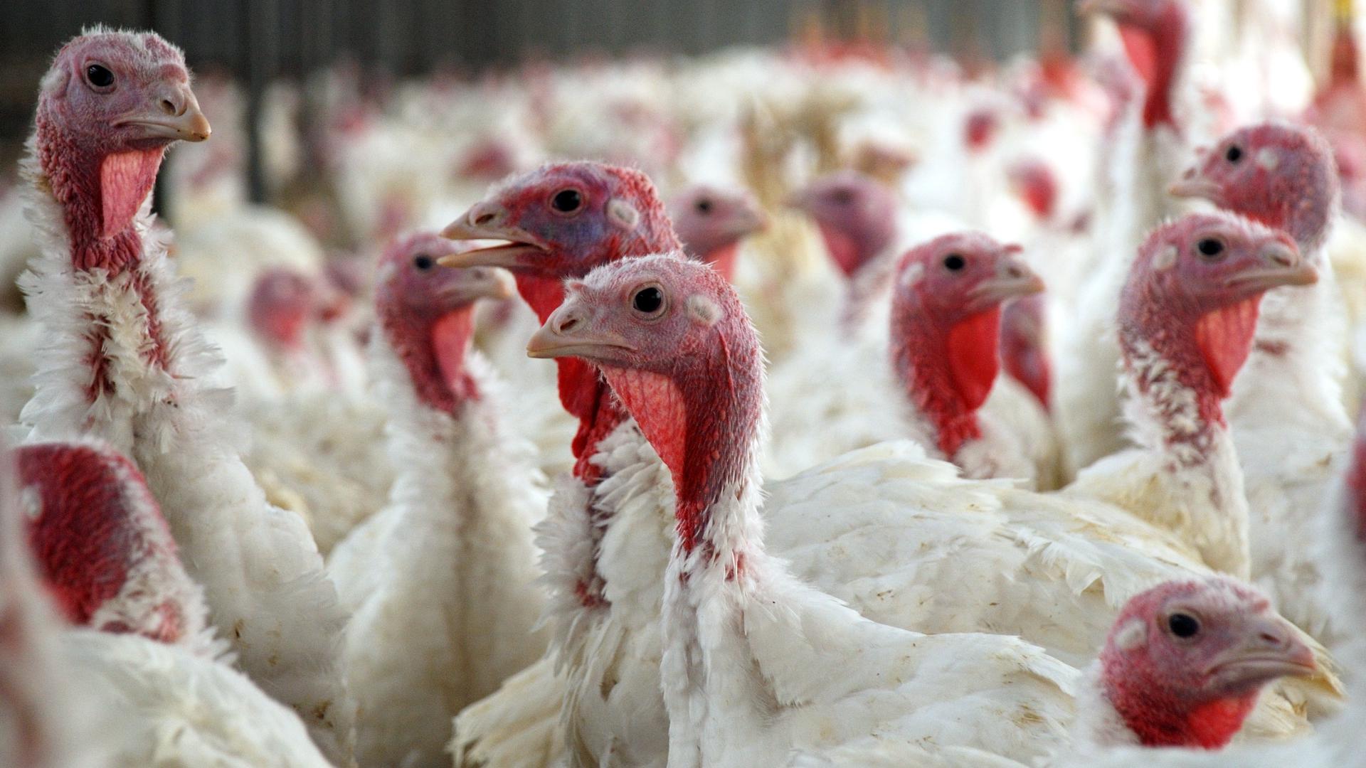 Semi full of turkeys collides with pickup truck on North Carolina ...