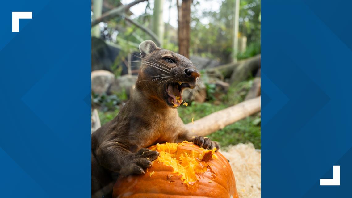 Animals enjoy 'pumpkin playtime' at Greensboro Science Center ...
