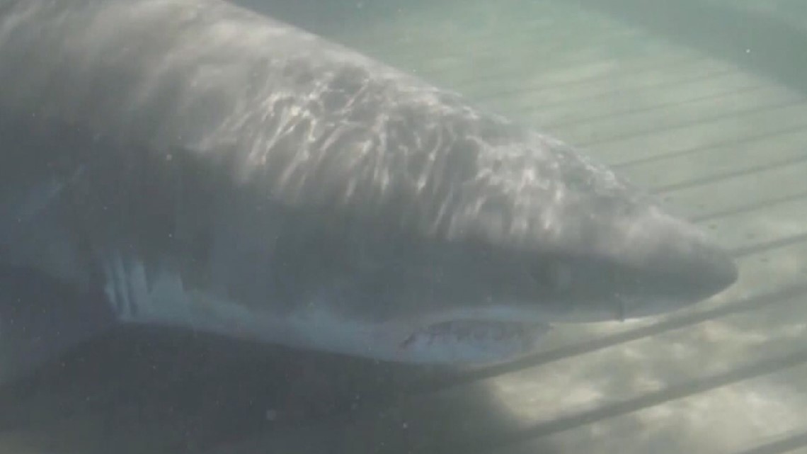 Summer may be winding down, but the chance for shark attacks isn’t ...