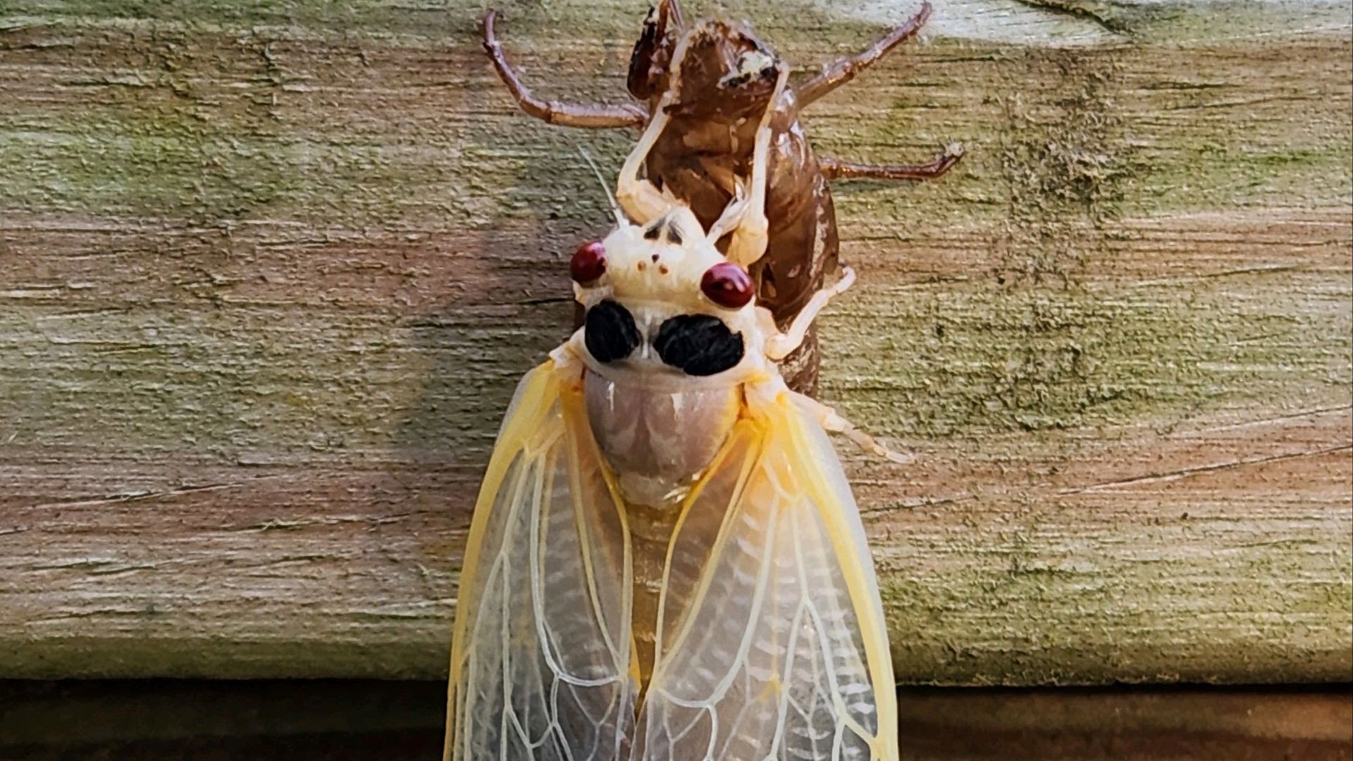 The cicada invasion isn't over yet. The next phase is strange ...