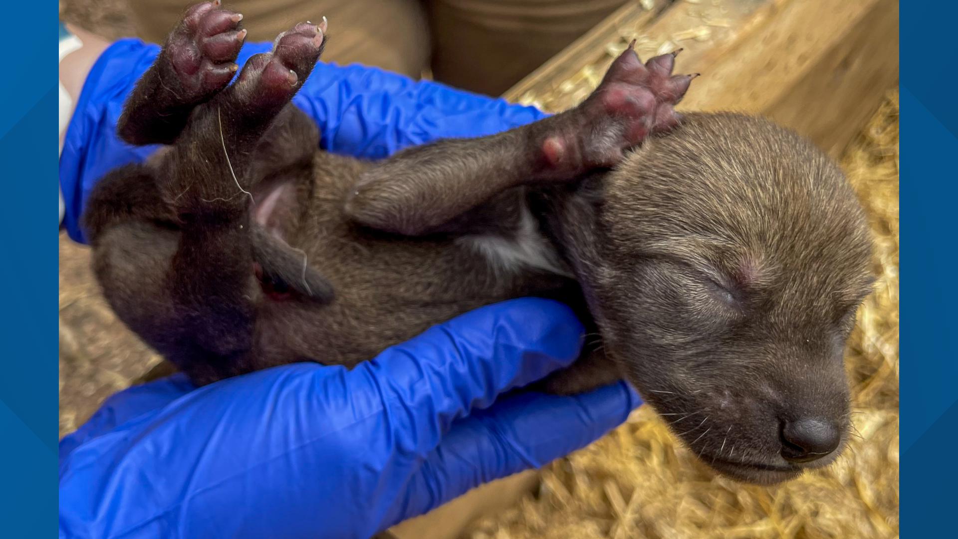 North Carolina Zoo welcomes new red wolf pups | wfmynews2.com
