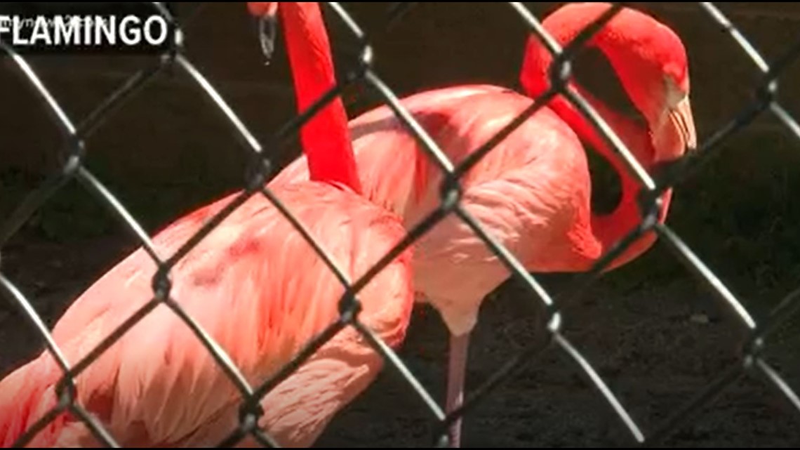 New animals on the way to Greensboro Science Center | wfmynews2.com