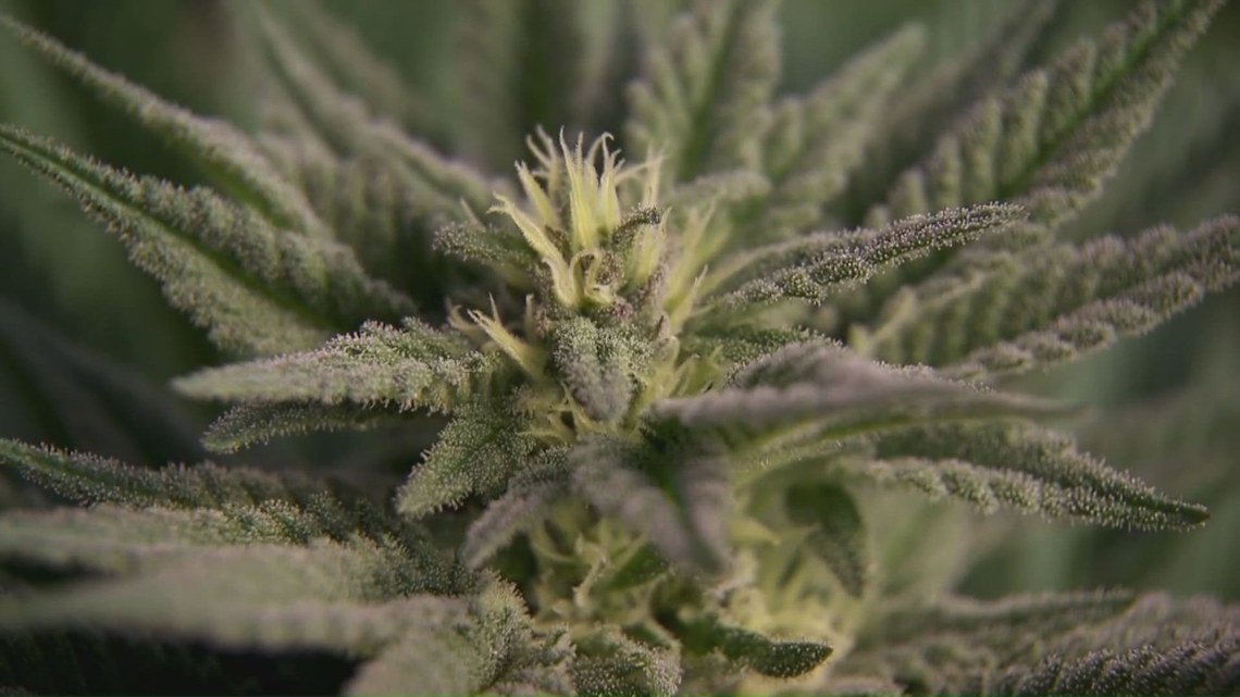 Debate continues over legalizing marijuana in North Carolina ...