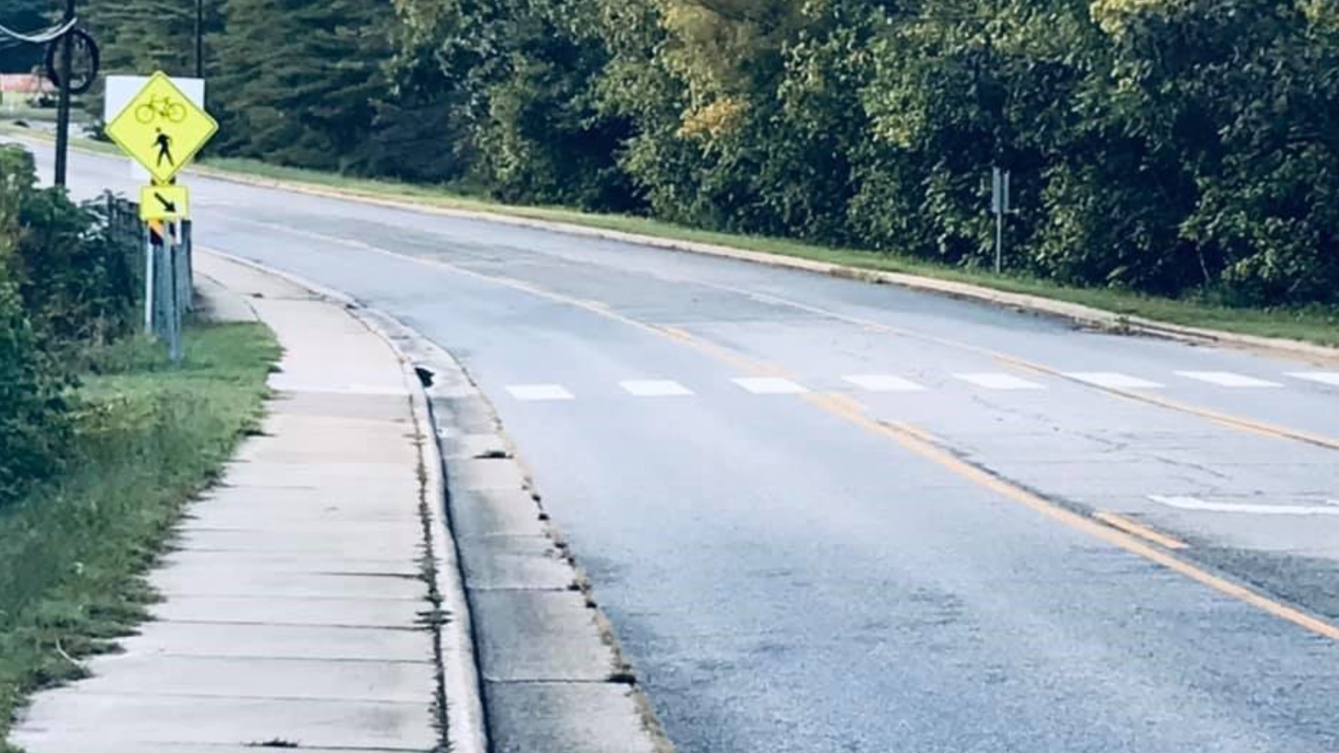 Yes, car yields to pedestrian at crosswalk, even at intersection ...
