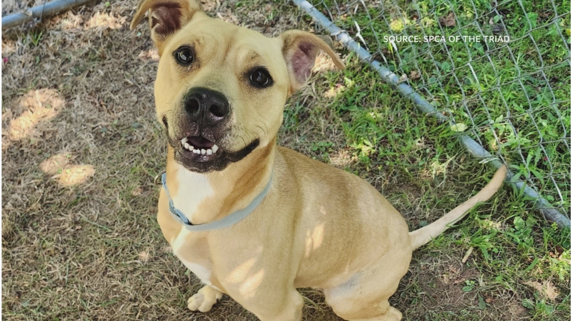 2 The Rescue: Meet Lady | wfmynews2.com