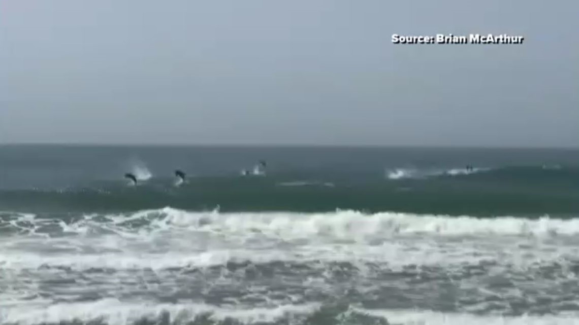 Dolphin pod spotted surfing the waves in the Outer Banks | wfmynews2.com