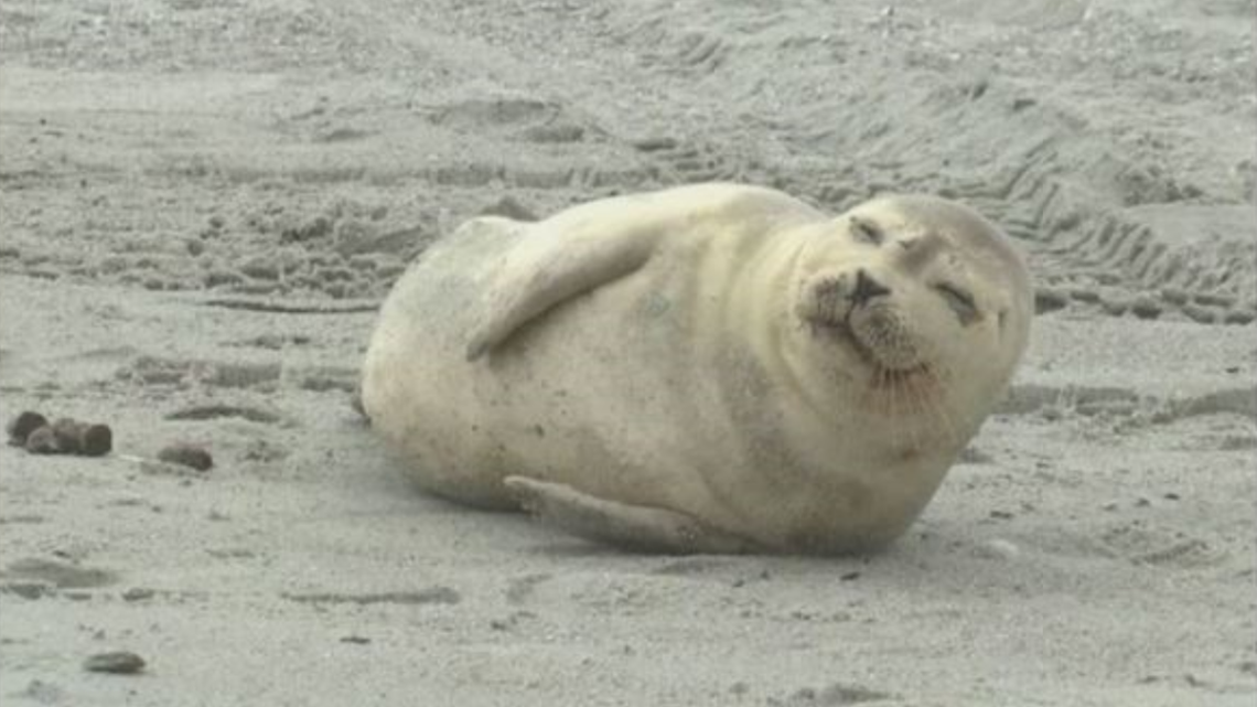 Animal Comes On Shore At Myrtle Beach, Gets 'Seal Of Approval' From ...