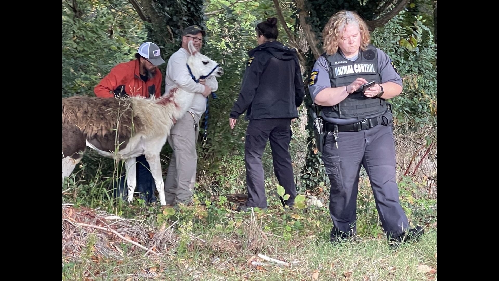 Llama gets captured in High Point neighborhood | wfmynews2.com