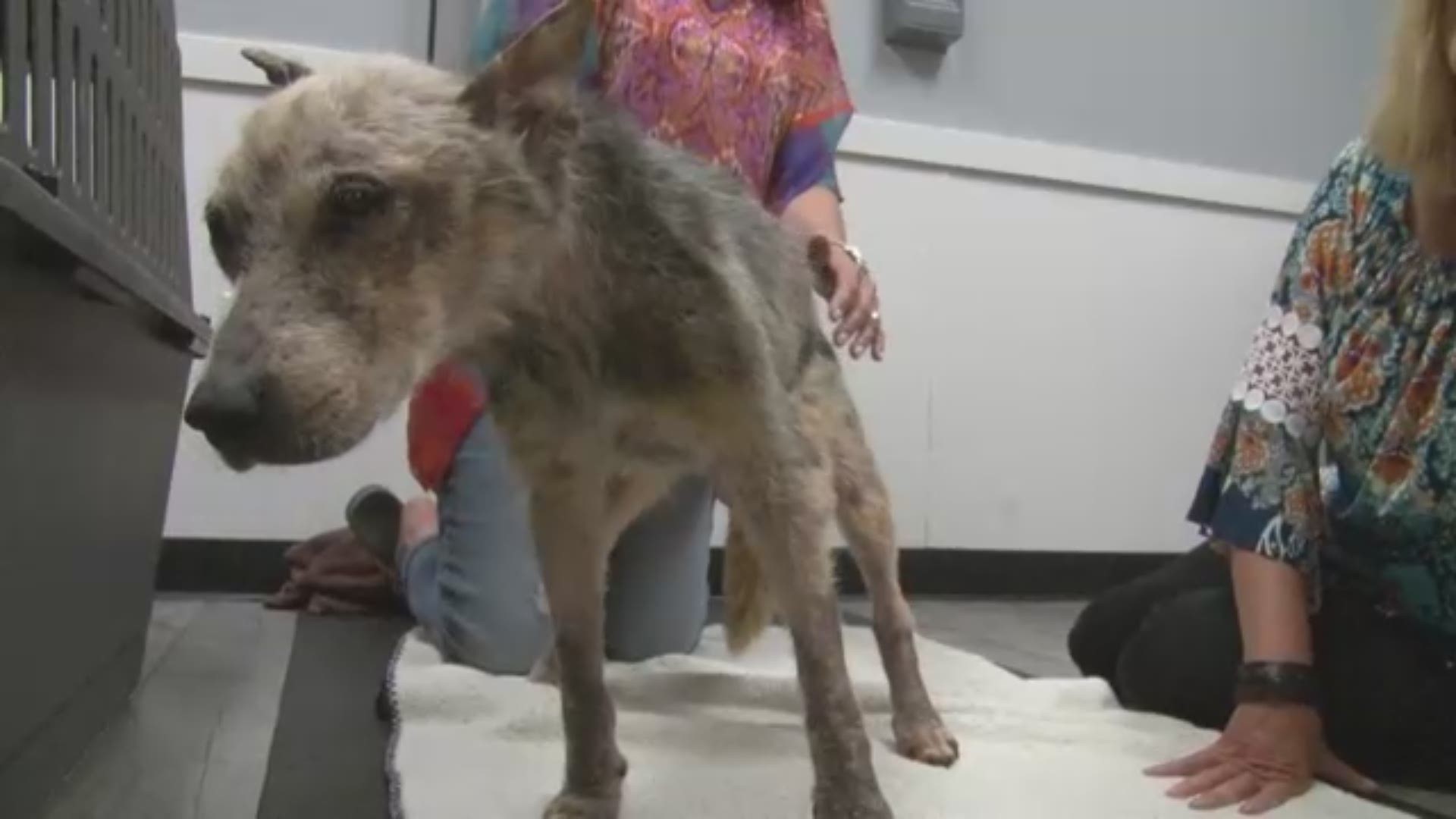 Anemic, Dehydrated Dog 'Logan' Taken in by Triad Animal Rescue ...