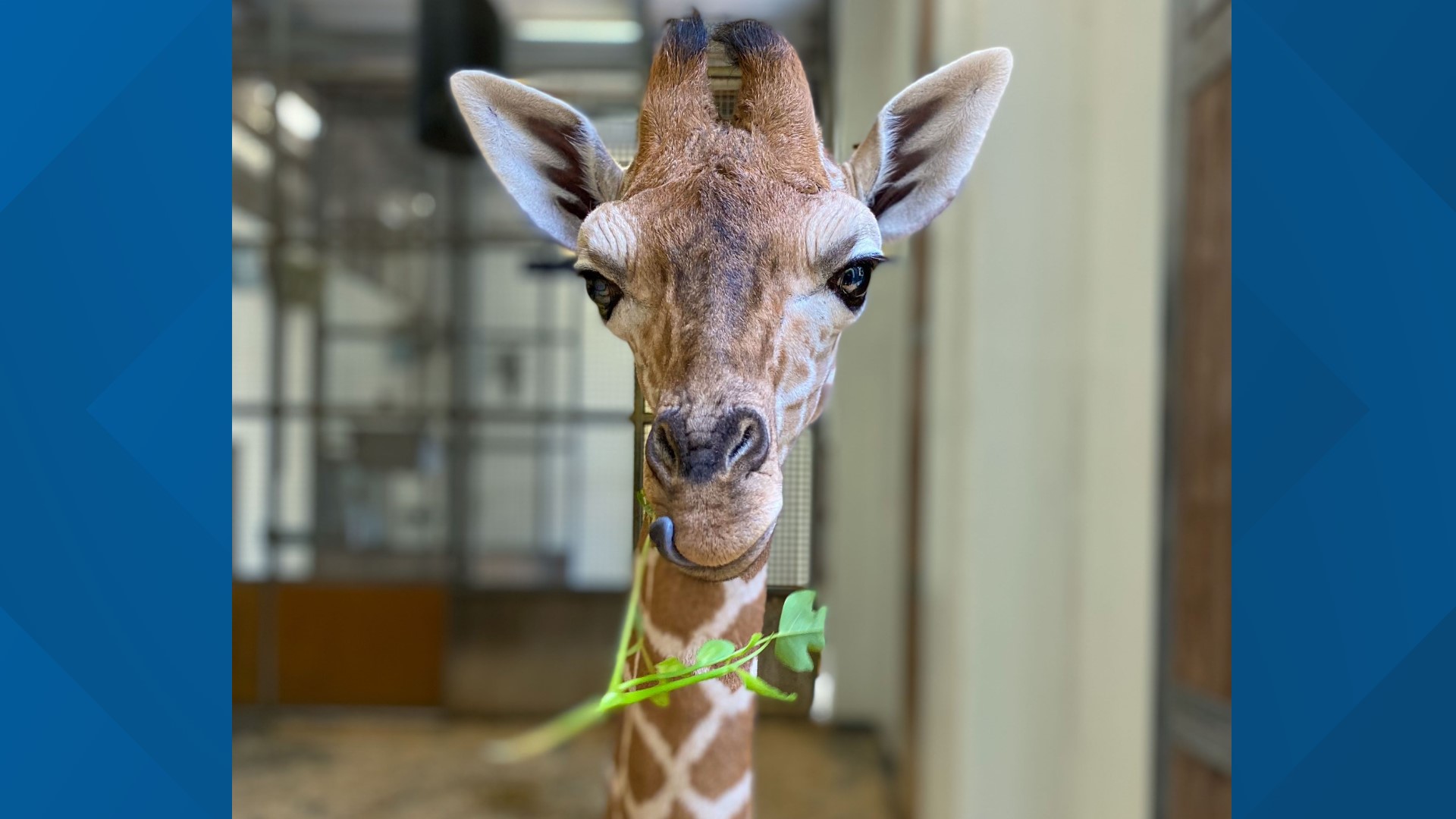 Meet Fenn | The North Carolina Zoo's baby giraffe | wfmynews2.com
