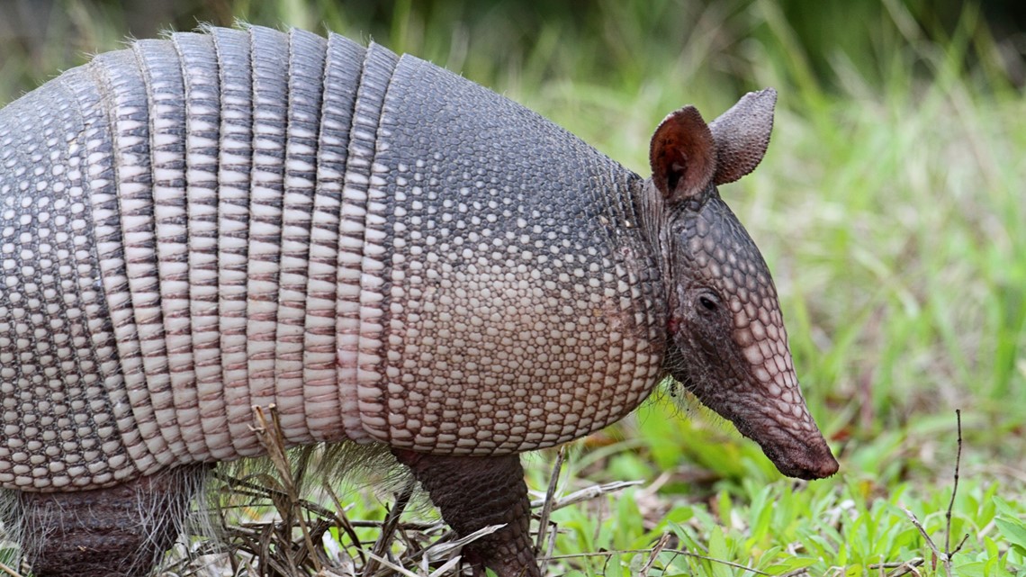 Here's what to do if you see an armadillo in NC | wfmynews2.com