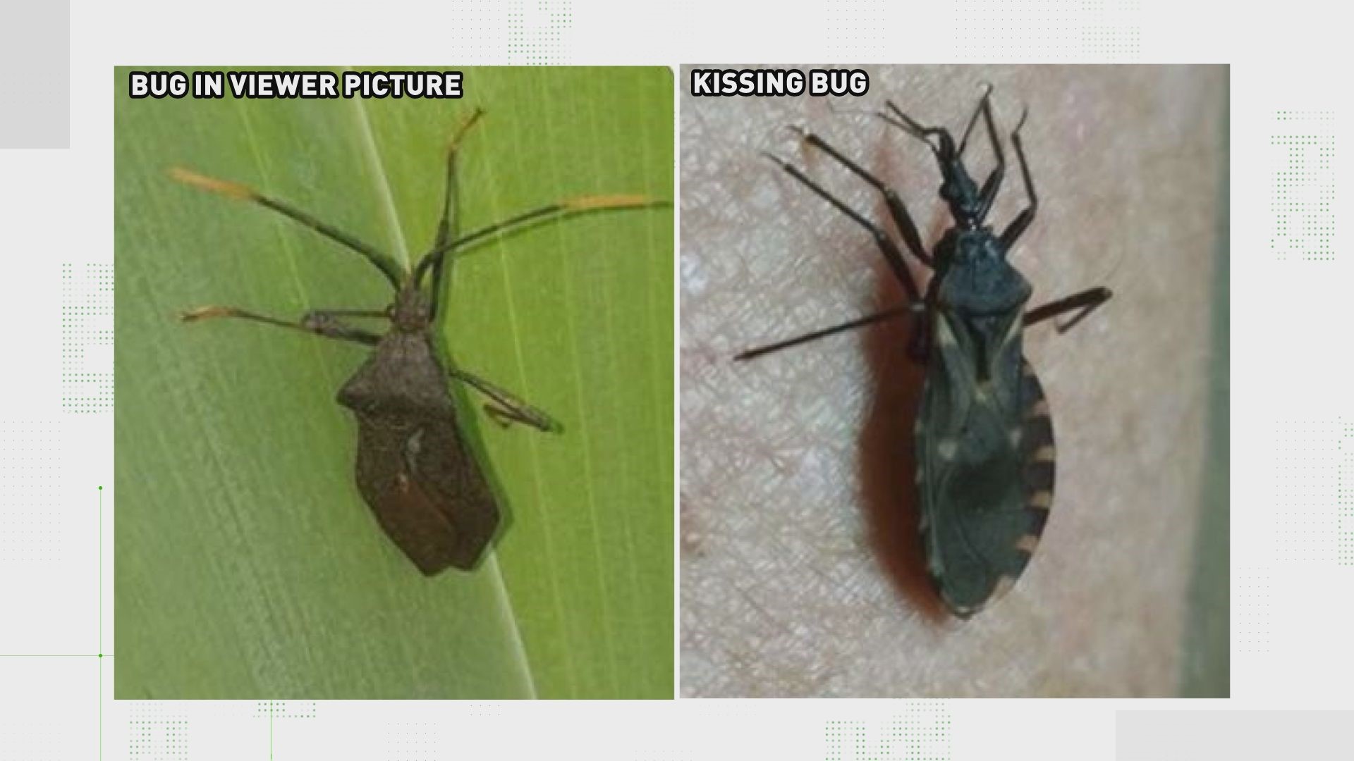 VERIFY: This Is Not A Kissing Bug, But Should You Worry? | wfmynews2.com