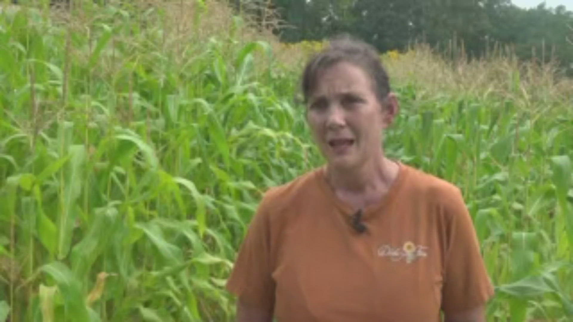 Triad farmers face challenges amid persistent rainfall | wfmynews2.com