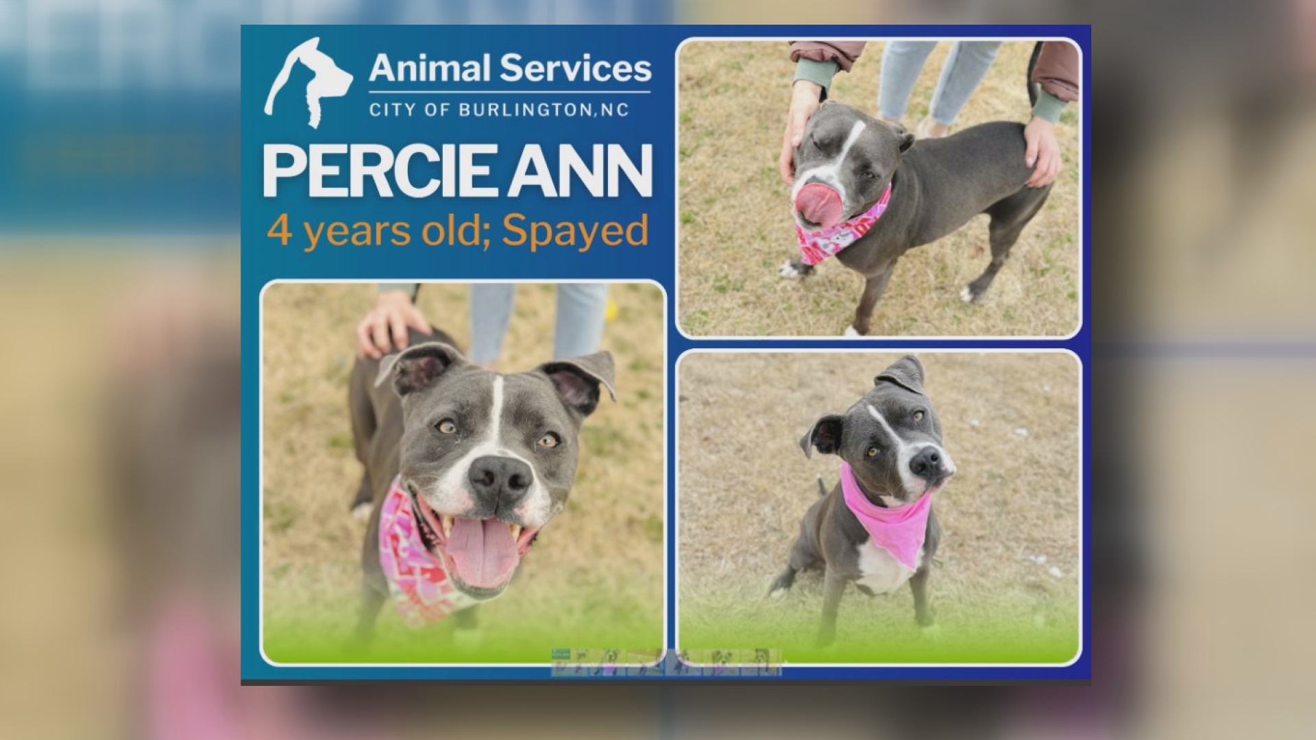 2 The Rescue: Meet Percie Ann | wfmynews2.com