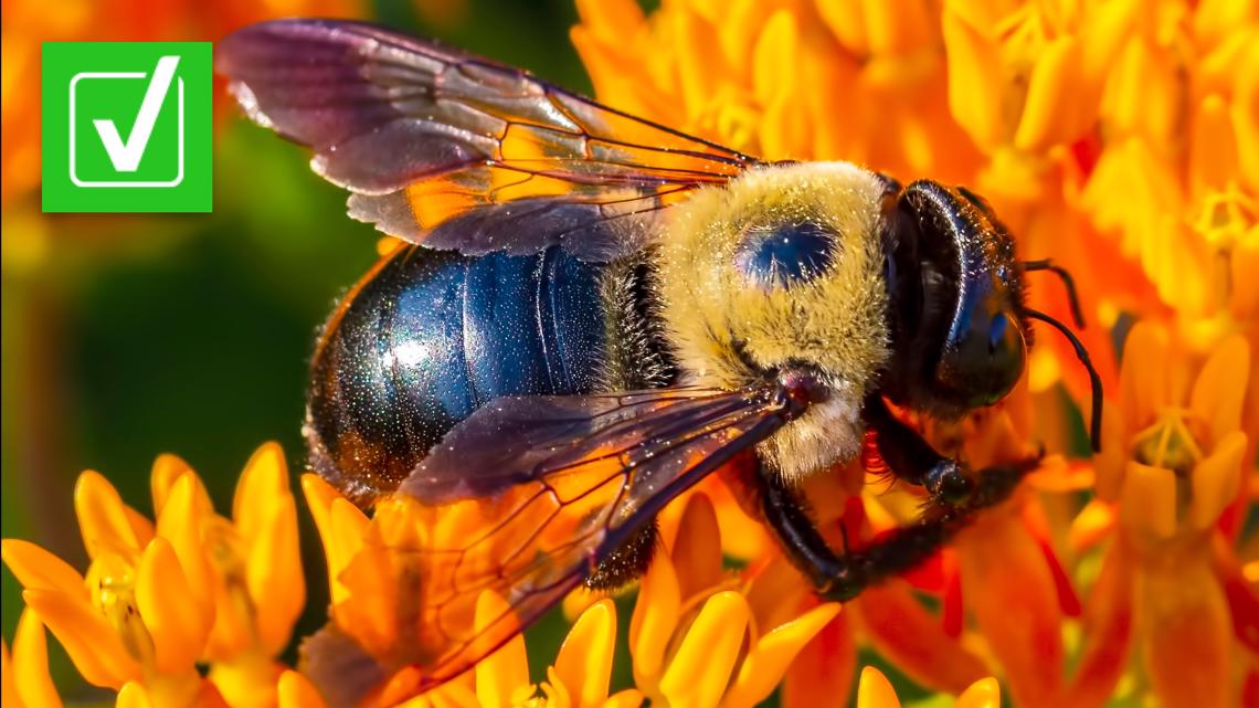 The 'buzz' is true -- Carpenter Bees are important pollinators ...
