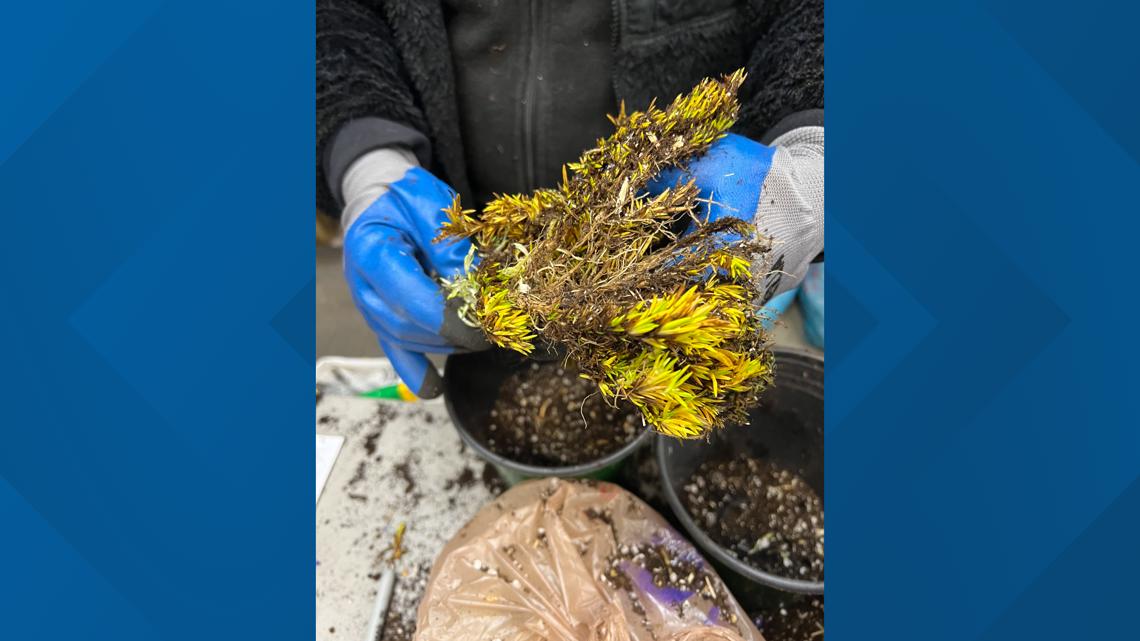 Triad organization sends 1,000-bulb donation to Lake Lure Flowering ...