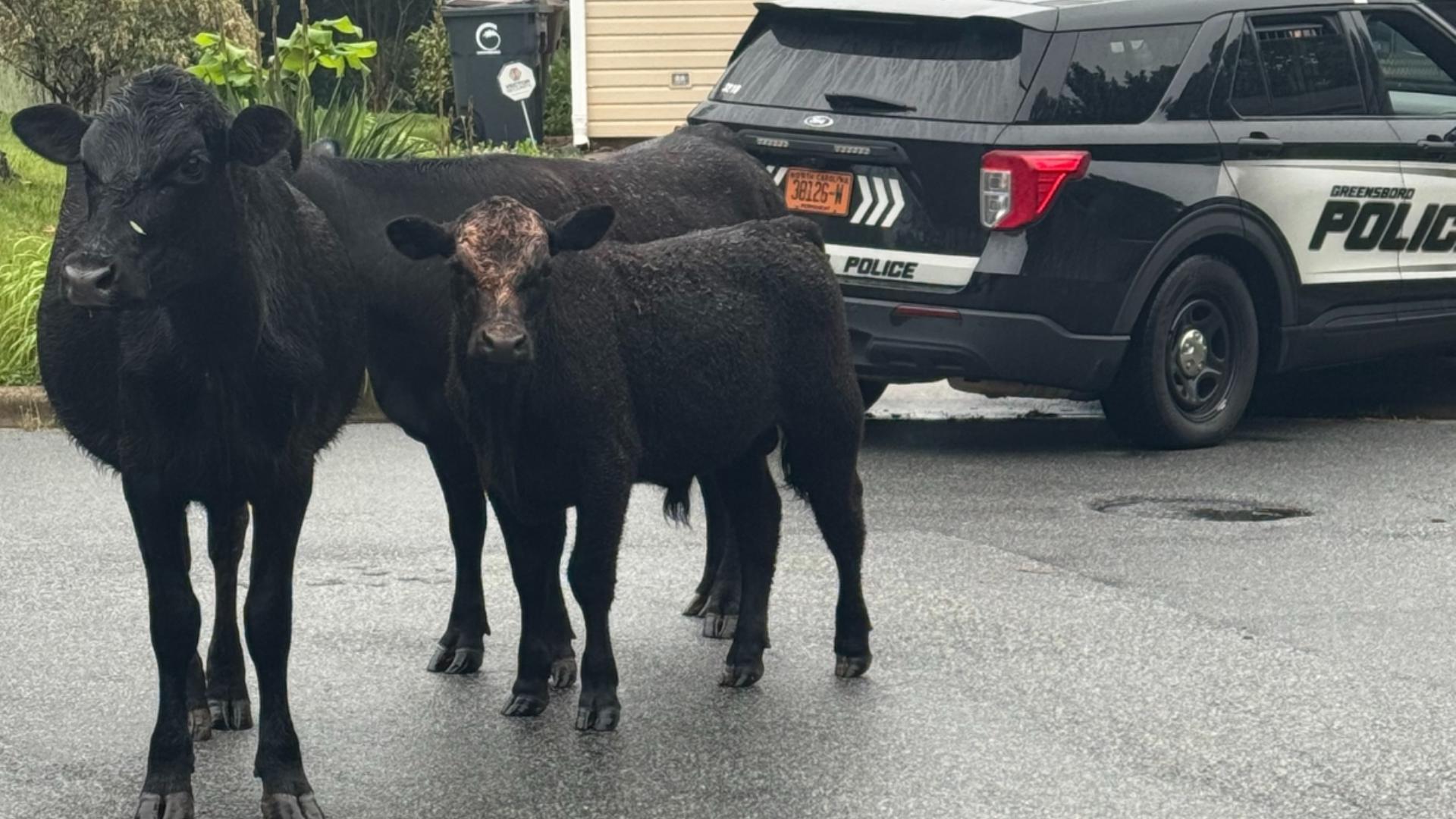 Greensboro police officers help return cows to their owner after escape ...
