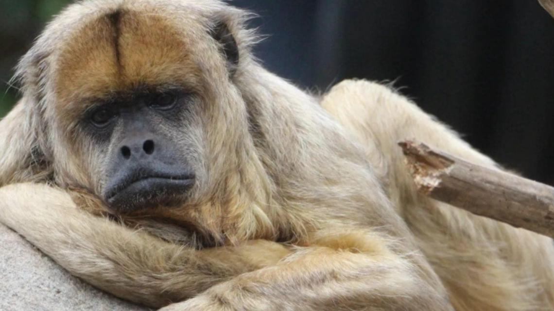 Greensboro Science Center Howler monkey dies | wfmynews2.com