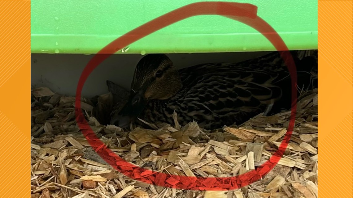 Mama duck makes nest under Oak Ridge playground structure | wfmynews2.com