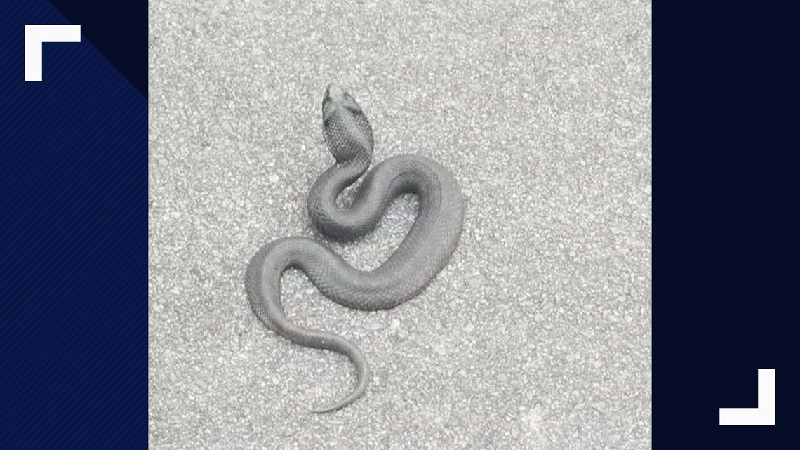 Playing Dead: NC Zombie snake likes to pretend its dead | wfmynews2.com