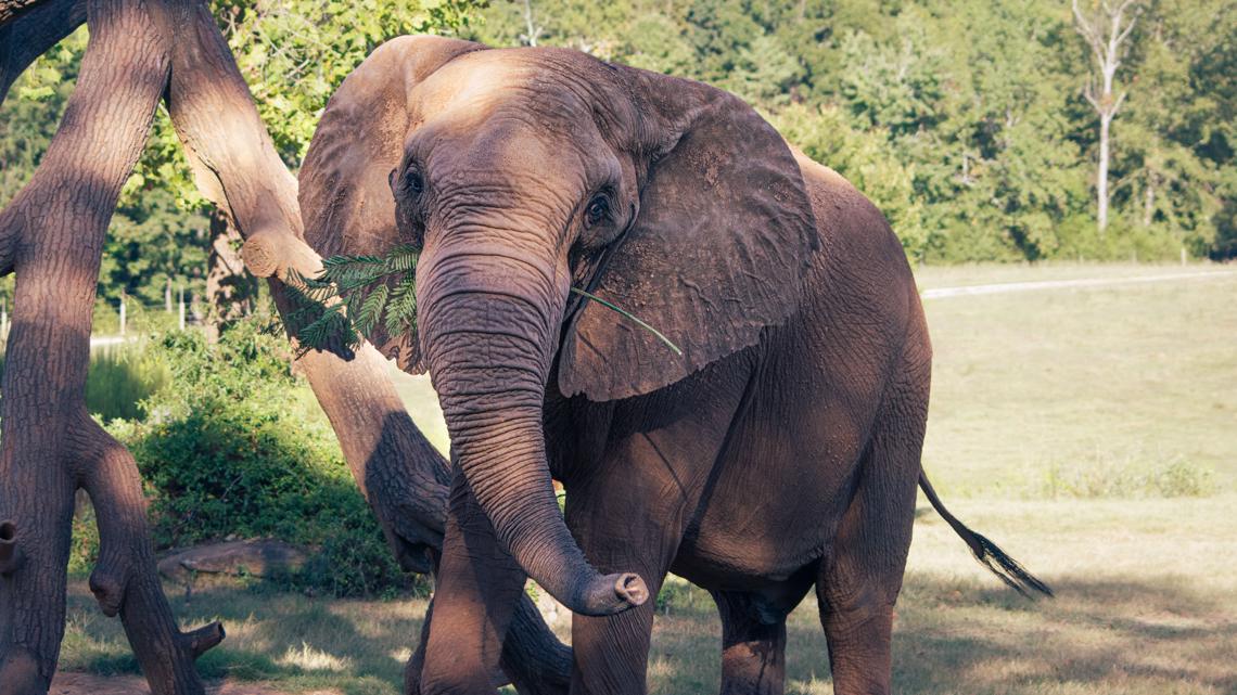 NC Zoo elephant moves to new home in Tennessee | wfmynews2.com