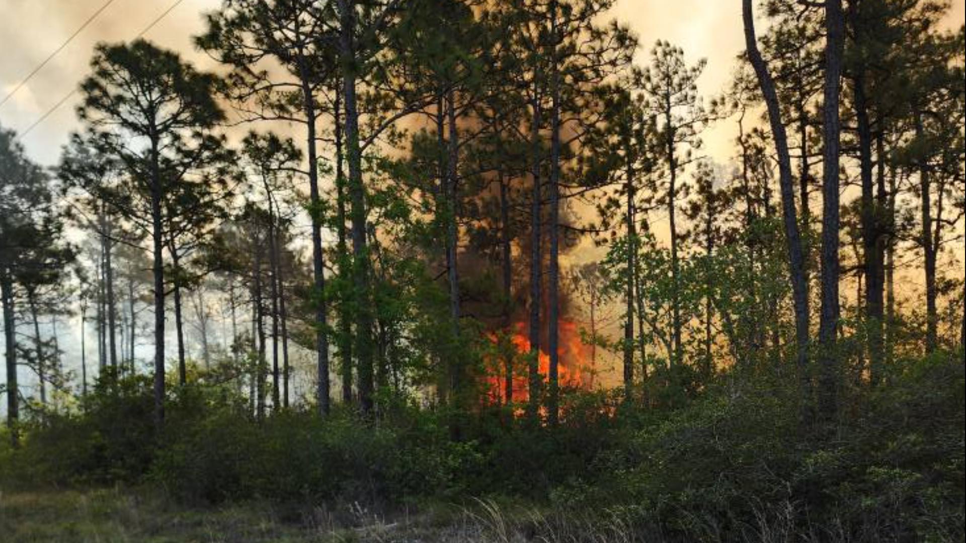 Firefighters combat woods fire on NC coast | wfmynews2.com