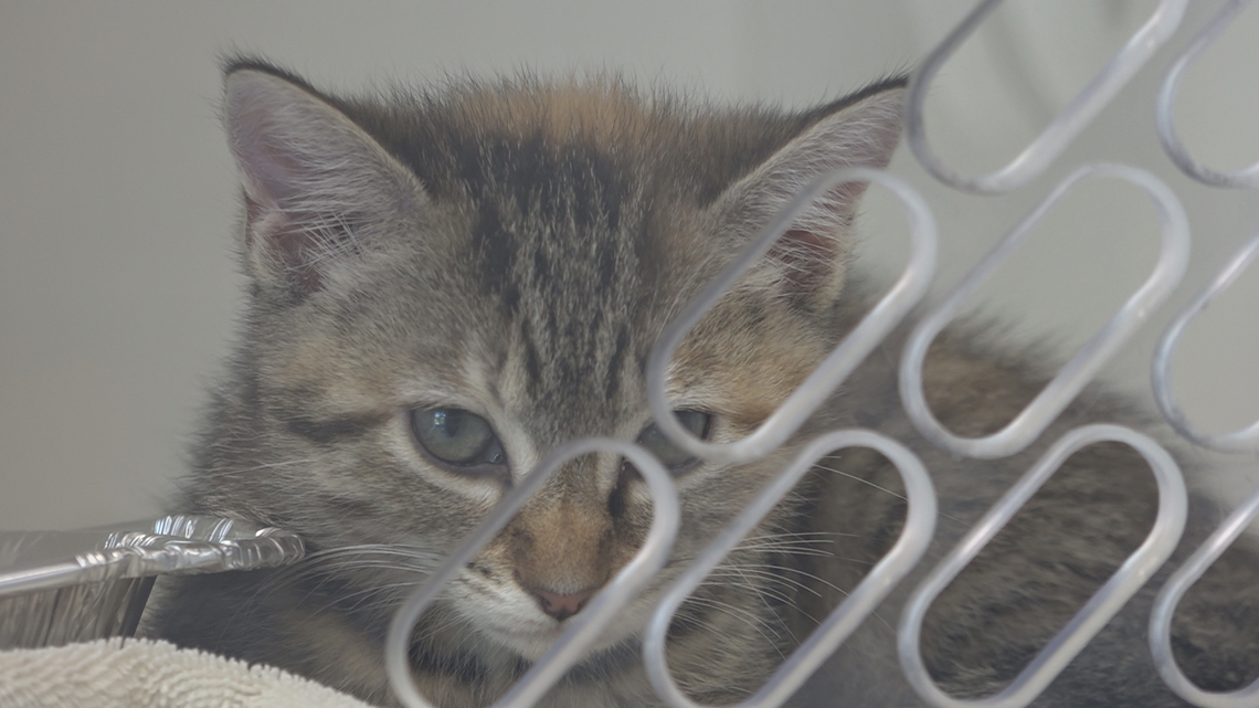 Guilford County Animal Services warns of contagious cat virus ...