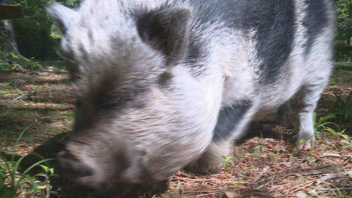 Oink! Oink! 'Hamilton The Pig' Has A Winning Reputation Bringing Good ...