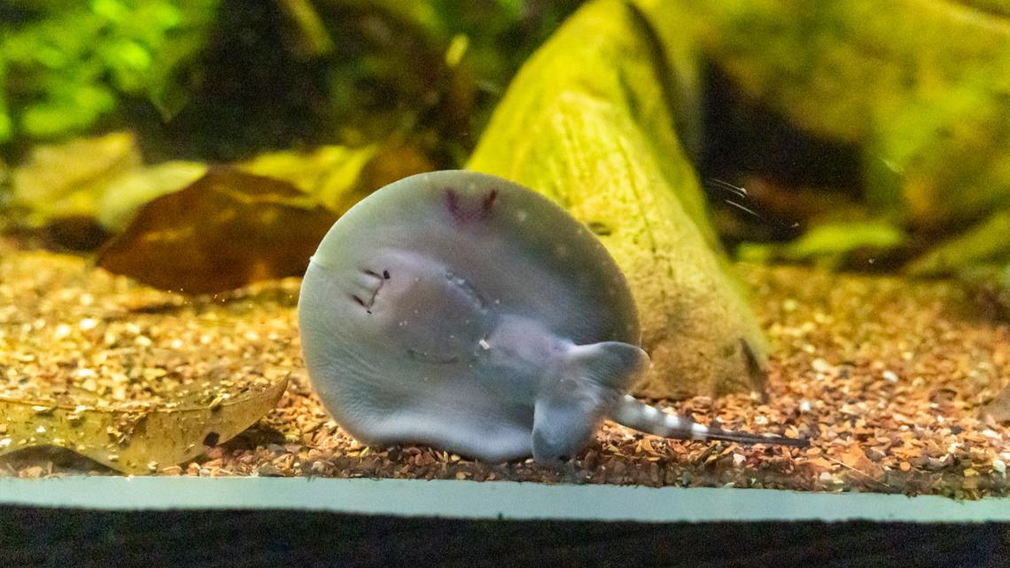 Freshwater Teacup Stingray