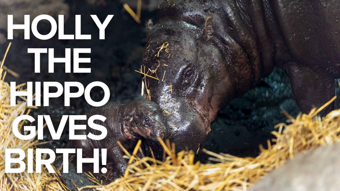 Holly the hippo gives birth to baby hippo calf! | wfmynews2.com