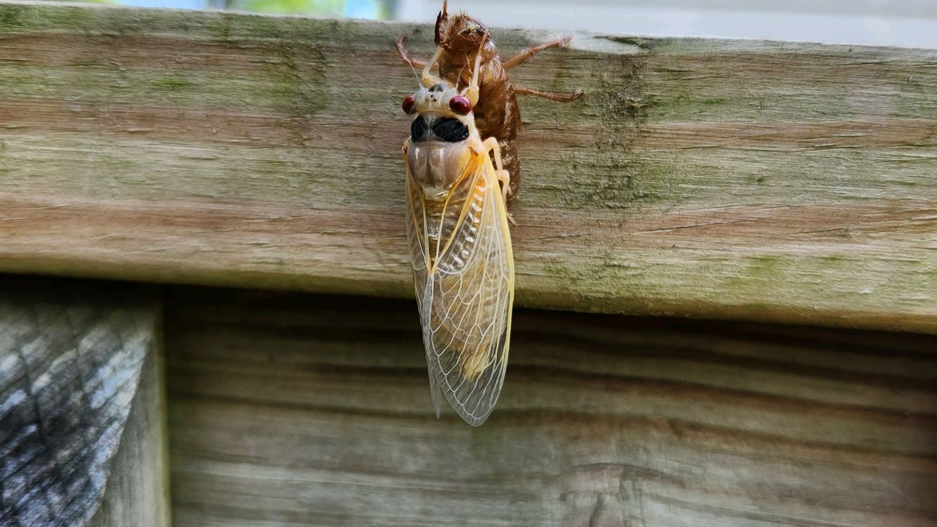The cicada invasion isn't over yet. The next phase is strange ...