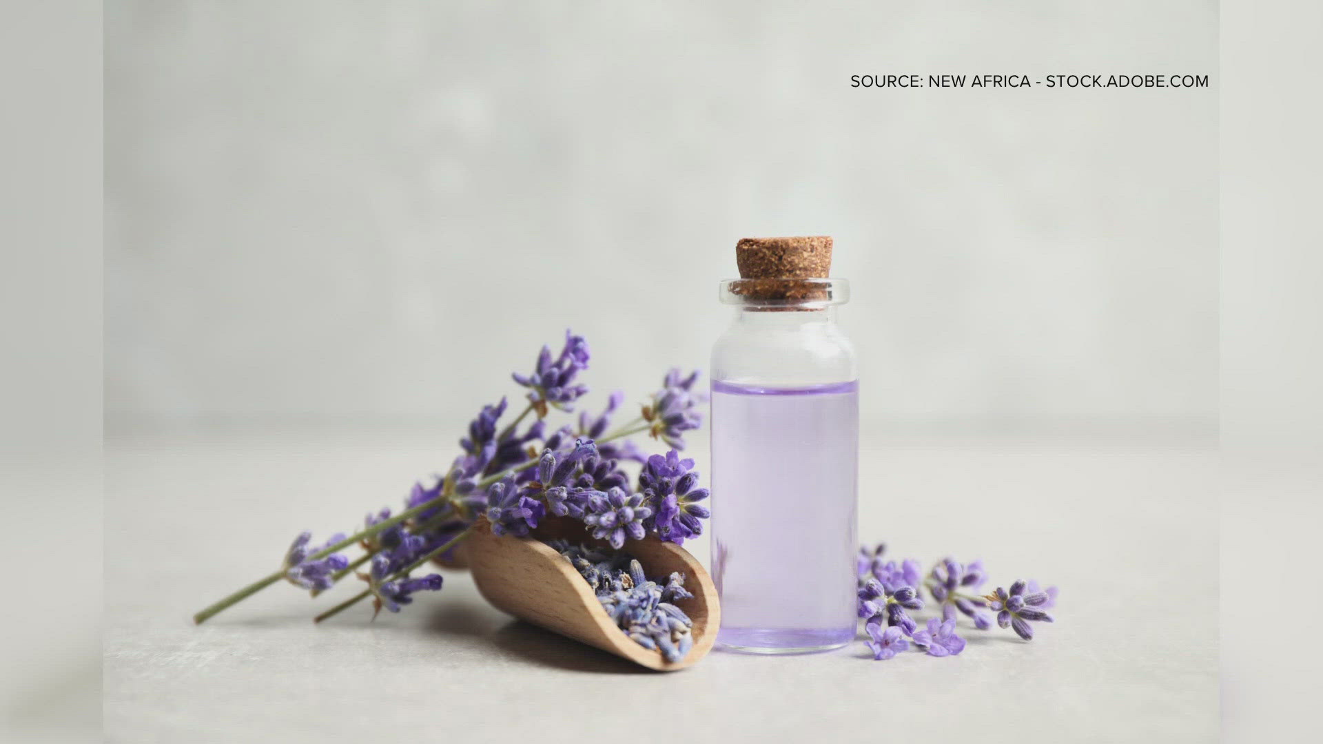 Lavender oil could outsmart mosquitoes | wfmynews2.com