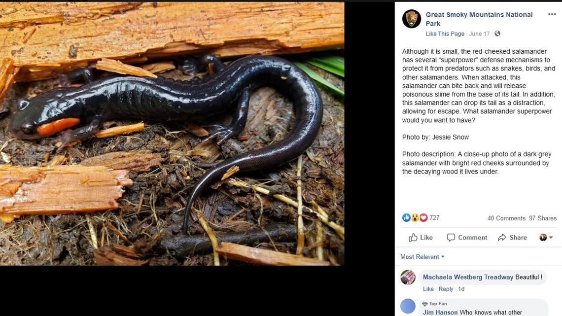 Salamander with 'Superpower' Lurking in Great Smoky Mountains ...