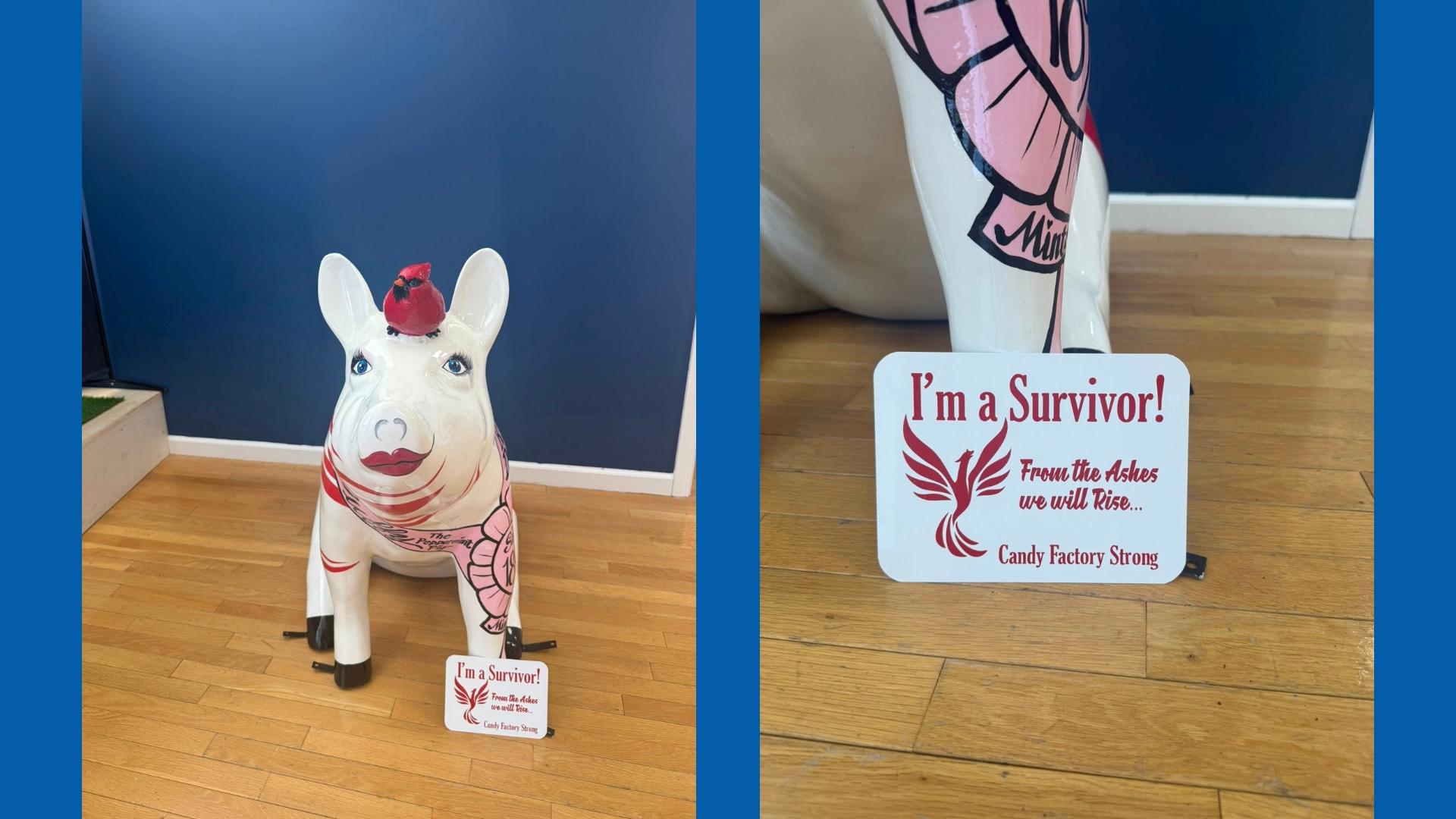 Lexington's 'Miss Puffy' the pig survives fire that destroyed The Candy ...