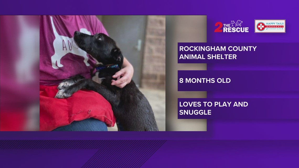 2 The Rescue: Meet Ryan | wfmynews2.com