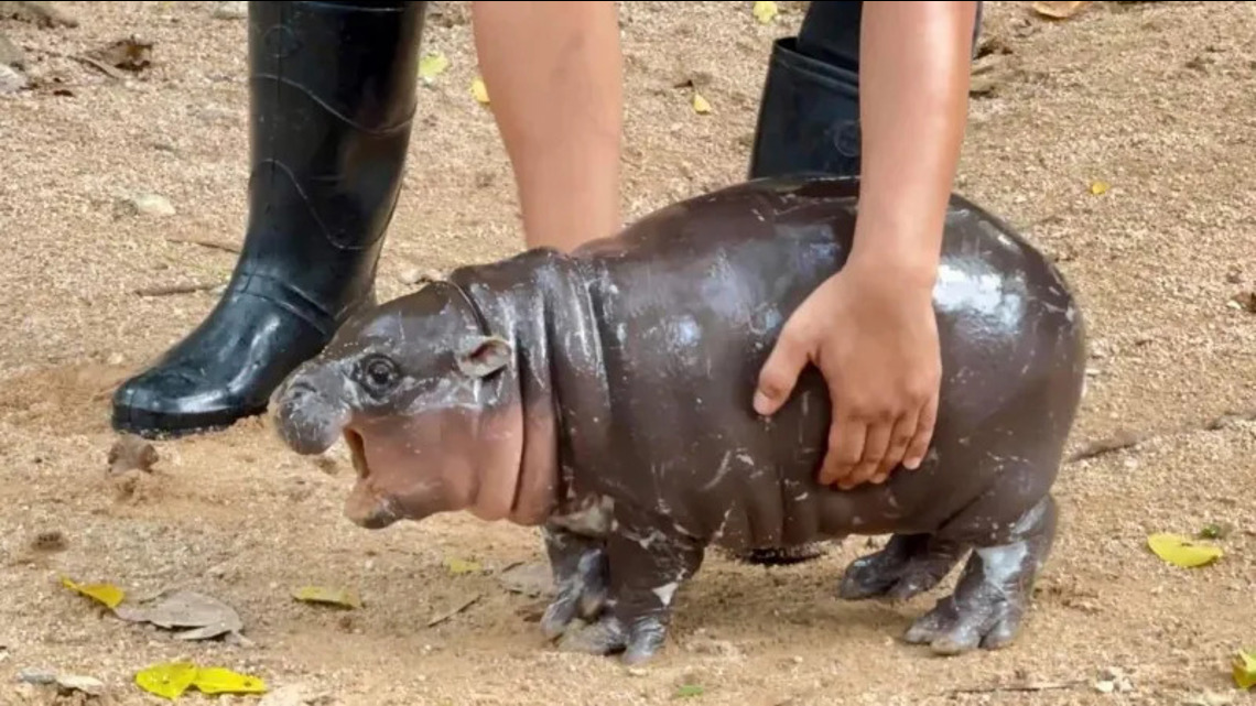 Moo-Deng, pygmy hippo in Thailand, is an internet sensation | wfmynews2.com