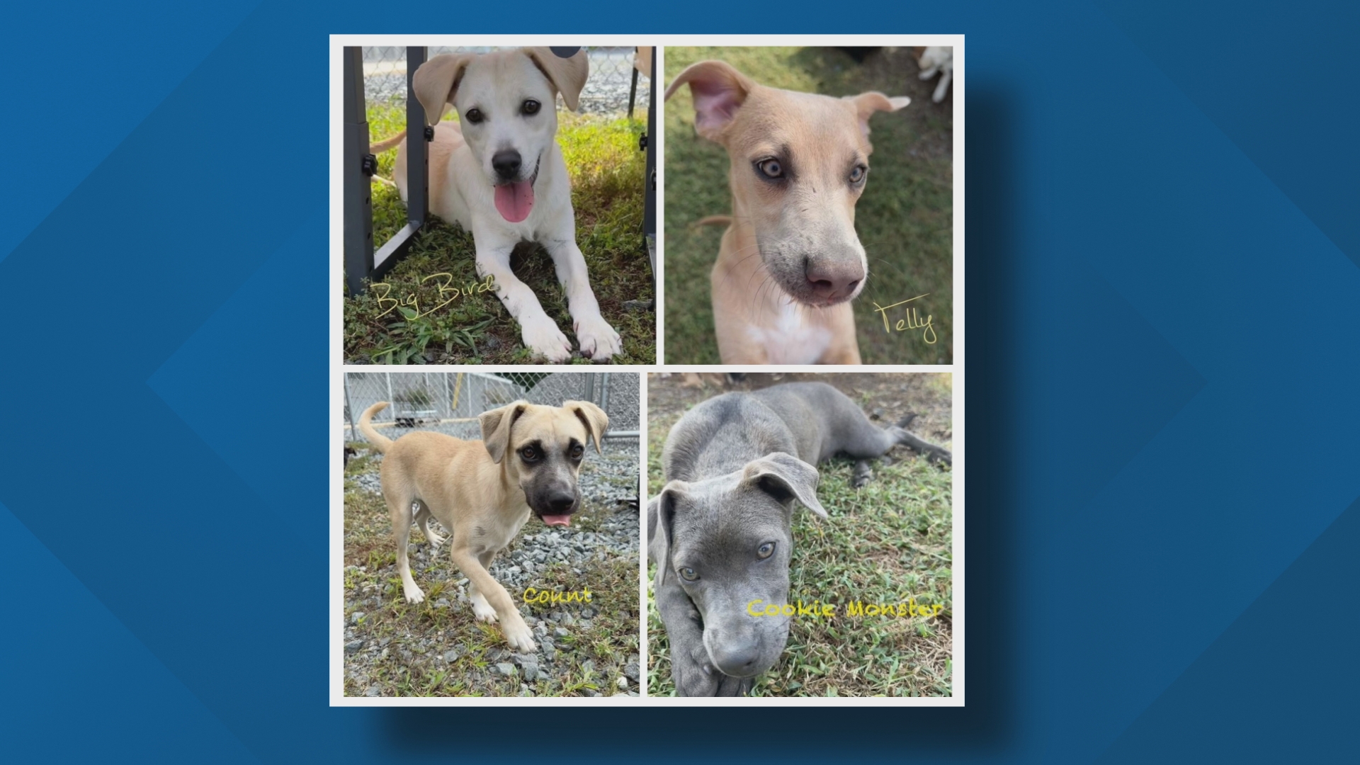 2 The Rescue: Meet The Sesame Street Bunch | wfmynews2.com