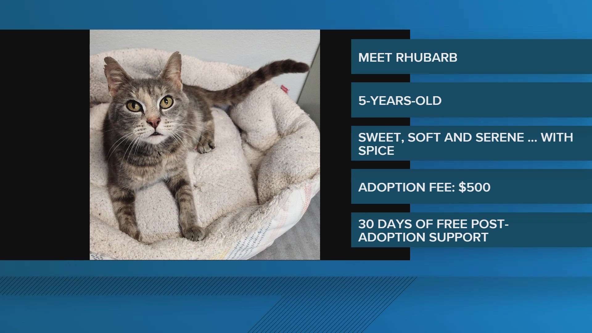 Paraplegic engineer becomes the first wheelchair user to blast off for ...