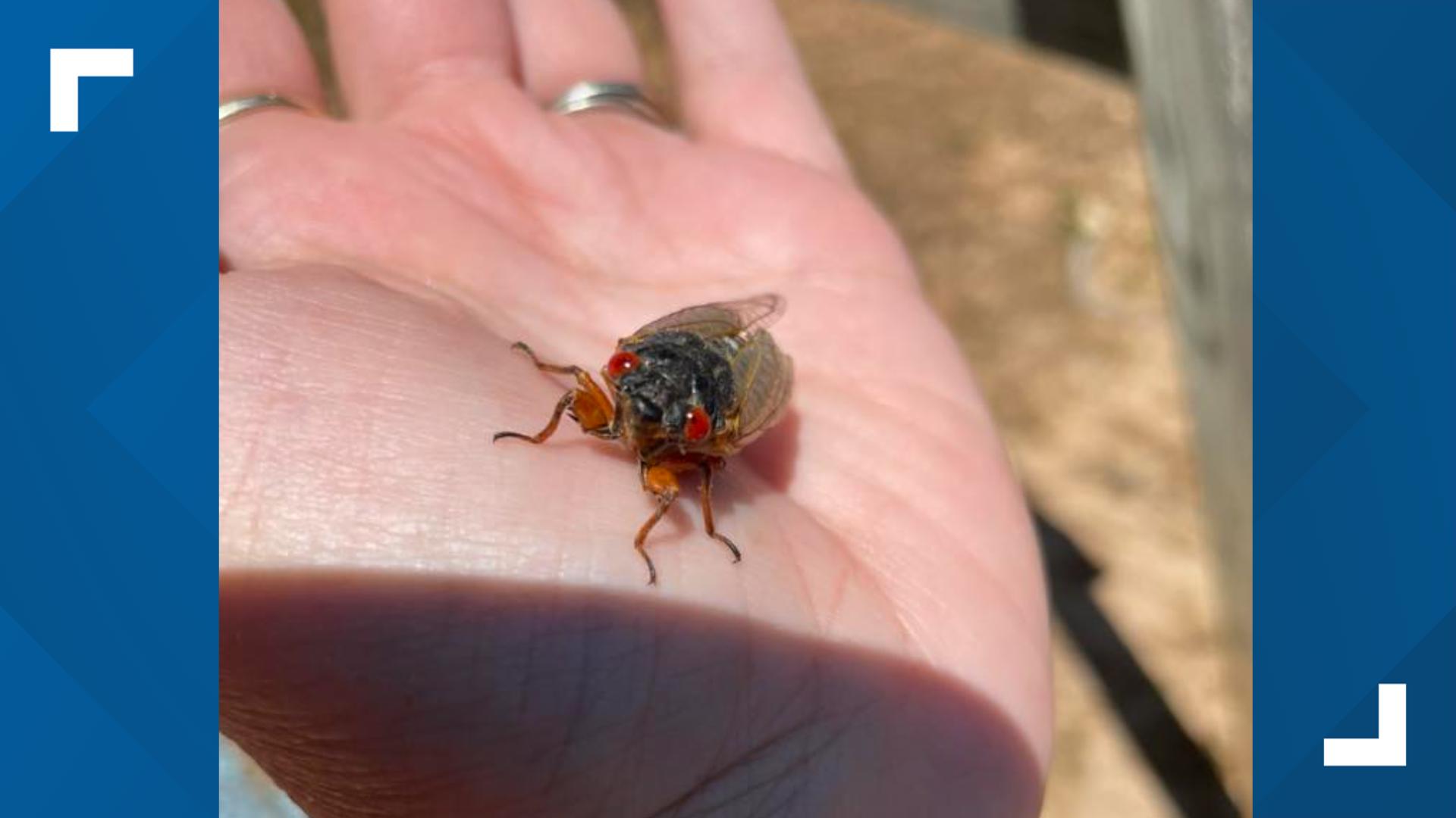 Unexpected Cicada Emergence Across the Piedmont — Hundreds to Thousands ...