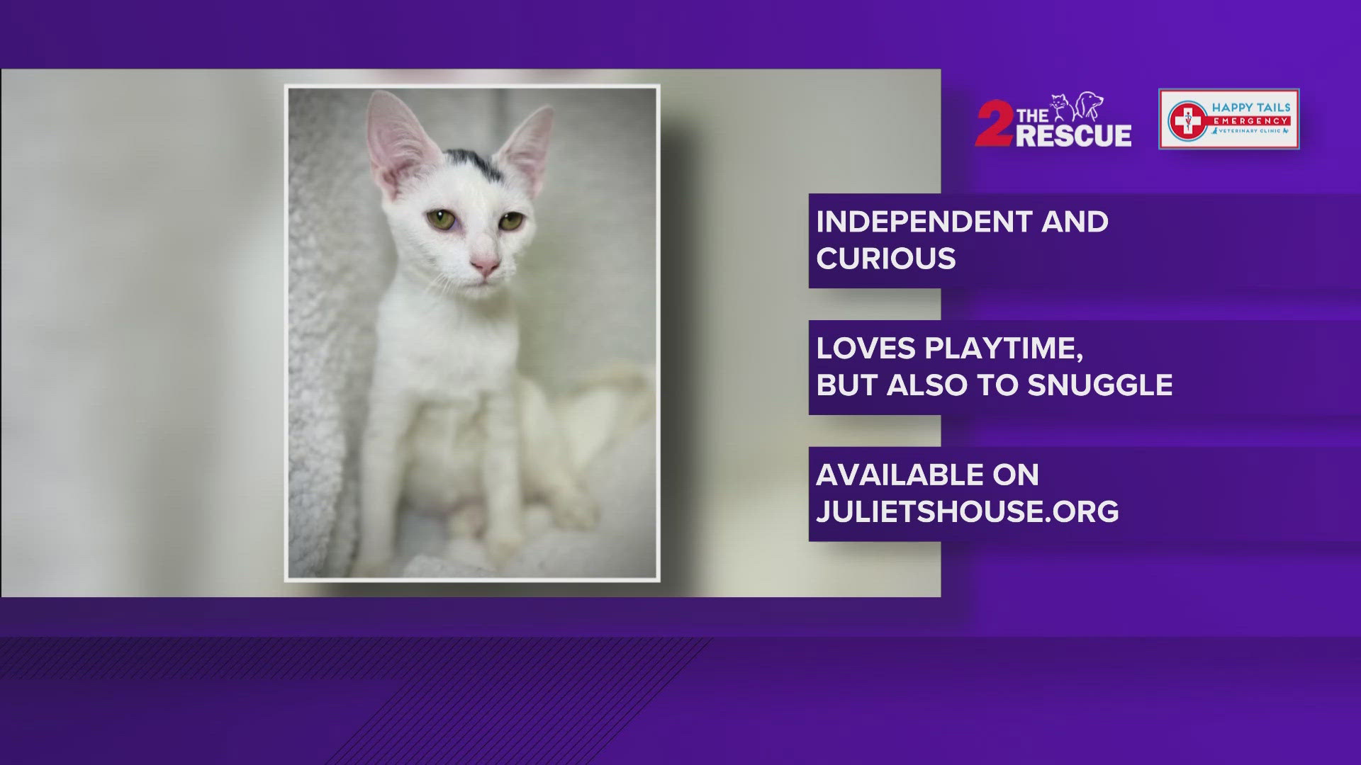 2 The Rescue: Meet Fortune | wfmynews2.com