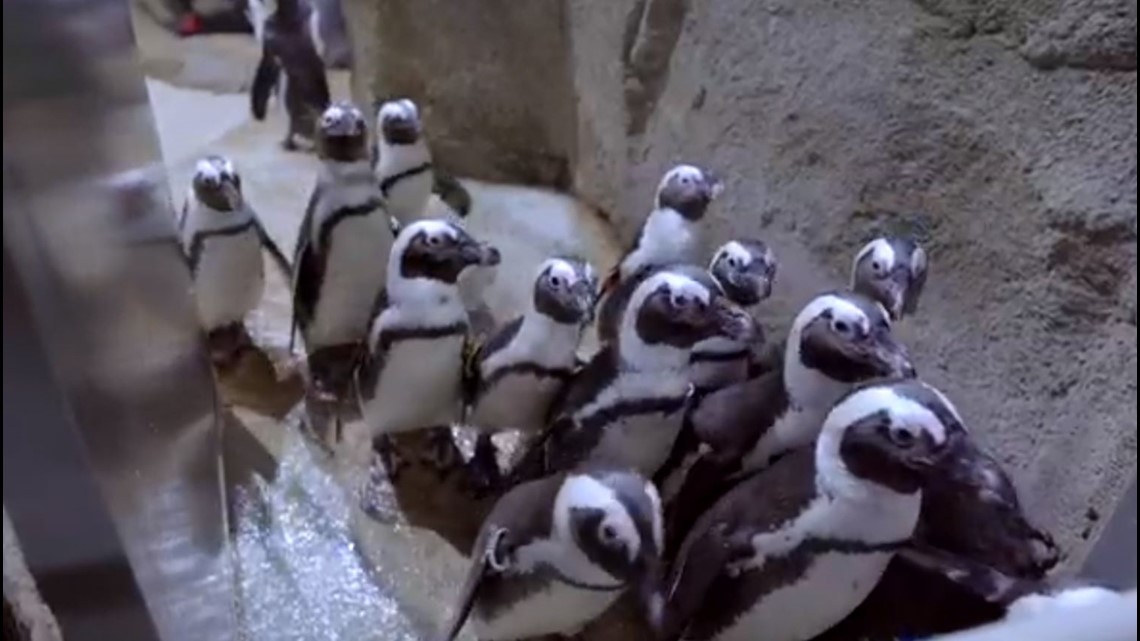 PHOTOS | A wild time behind the scenes at the Greensboro Science Center ...