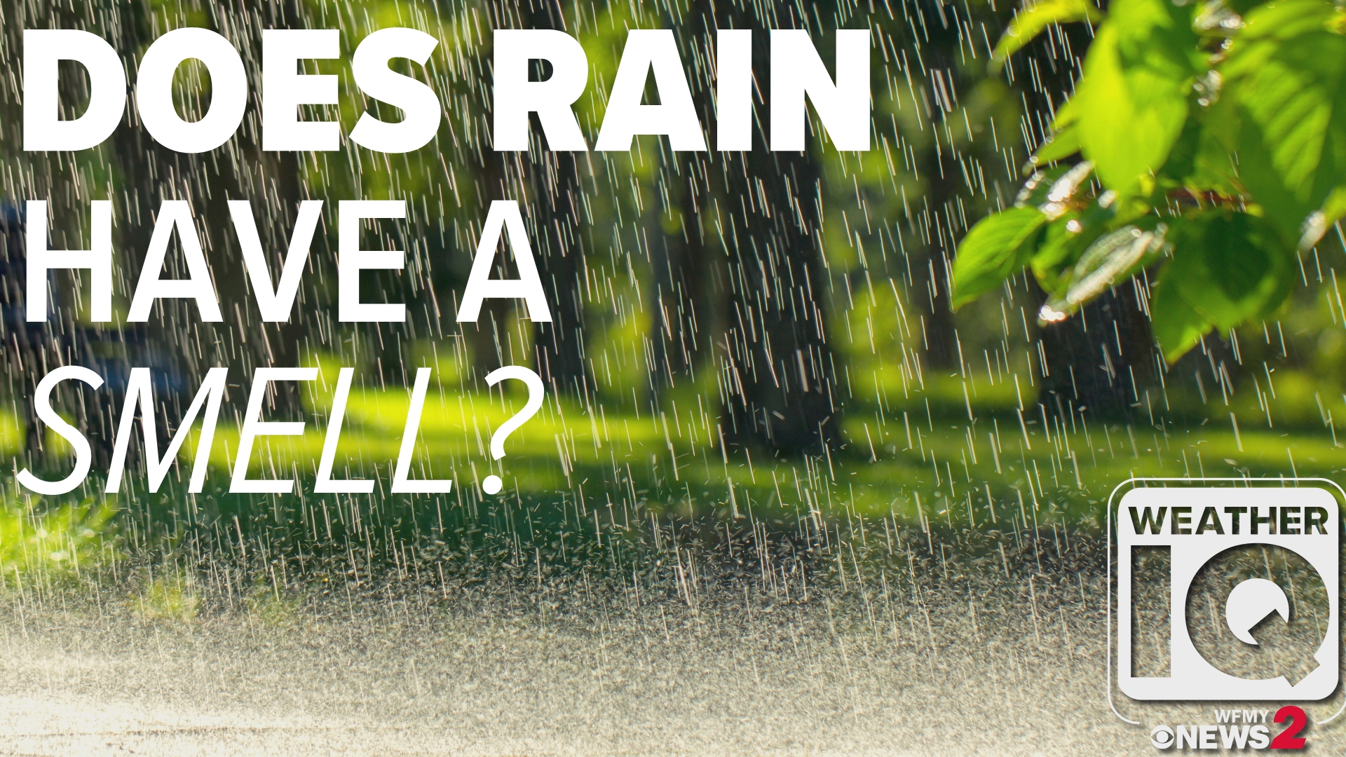 Ever wondered if rain has a scent? | wfmynews2.com