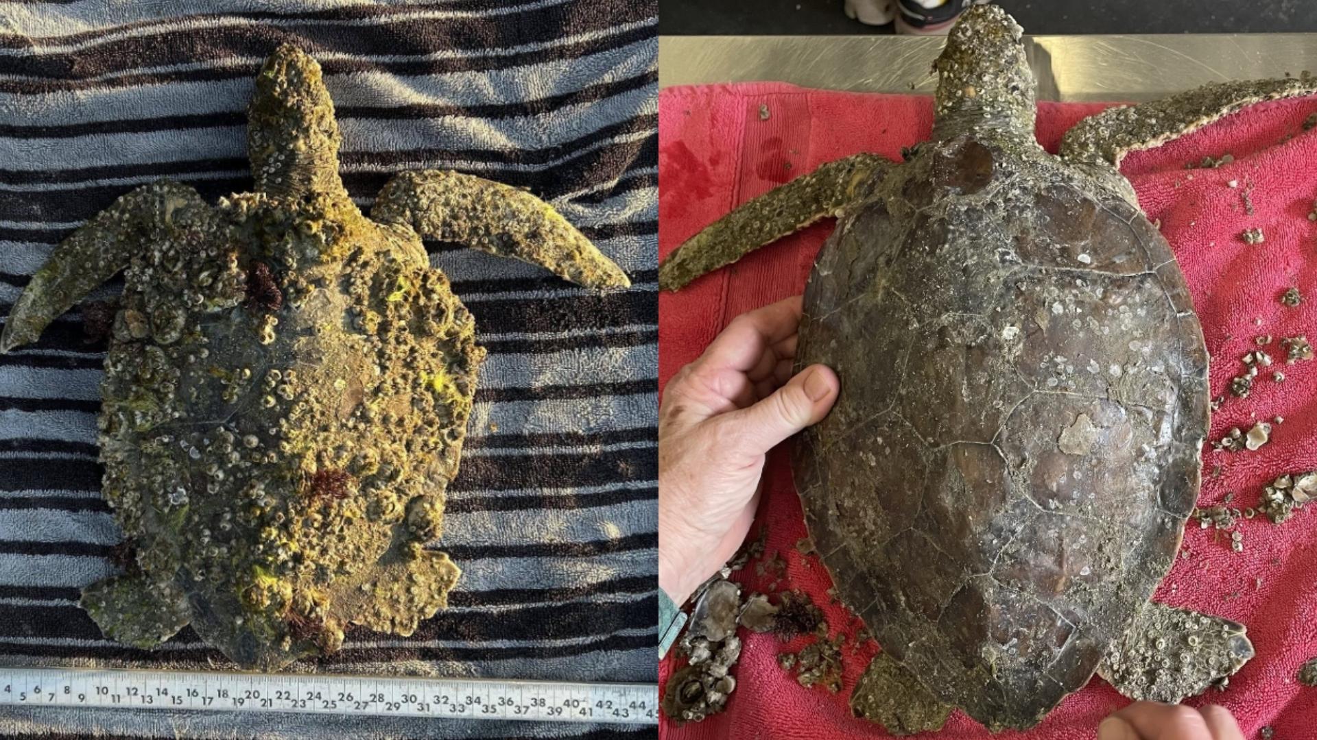 Stranded sea turtle makes progress at NC rehab center | wfmynews2.com