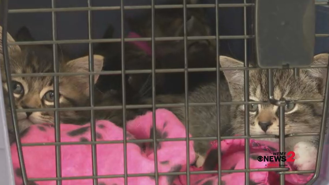 Guilford County Animal Services not accepting cats | wfmynews2.com
