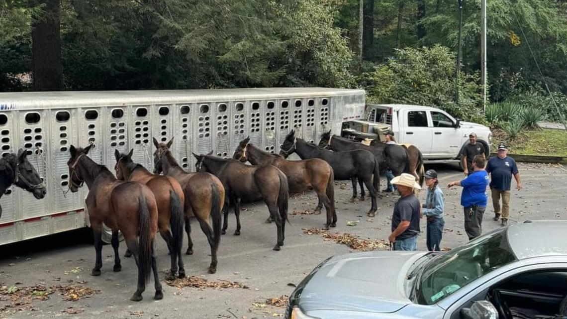 Mules deliver supplies to those impacted by Helene | wfmynews2.com
