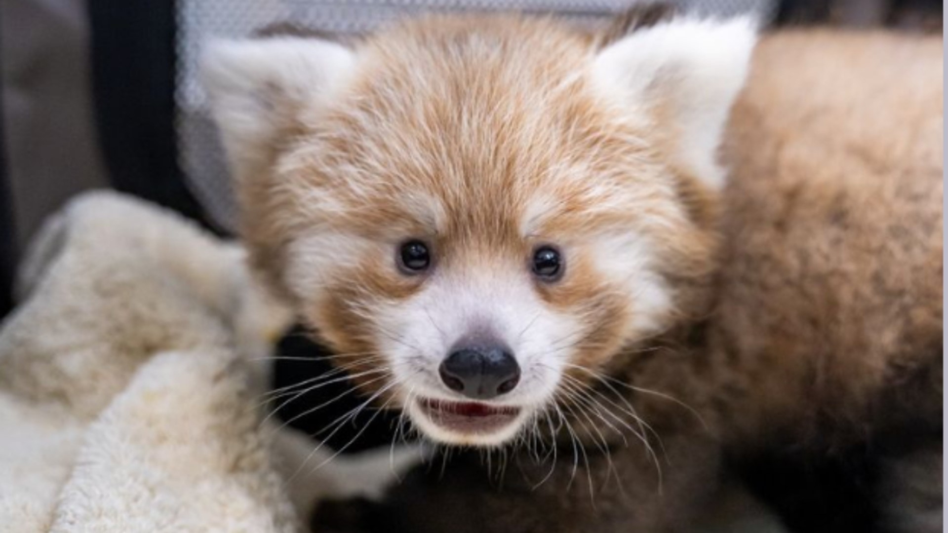 Greensboro Science Center fosters red panda cub Miso | wfmynews2.com