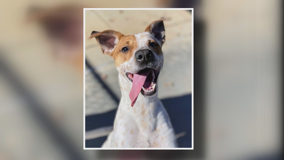 2 the rescue: Meet Freddie | wfmynews2.com