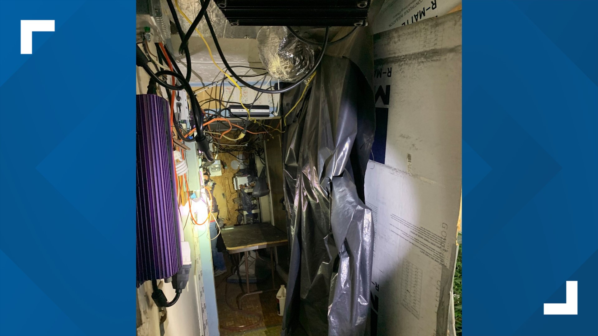 723 marijuana plants seized in Triad drug bust | wfmynews2.com