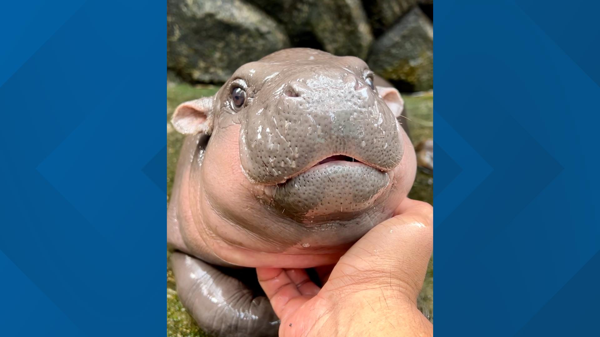 Moo-Deng, pygmy hippo in Thailand, is an internet sensation | wfmynews2.com
